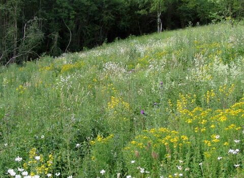 West Kent Golf Course | London Wildlife Trust